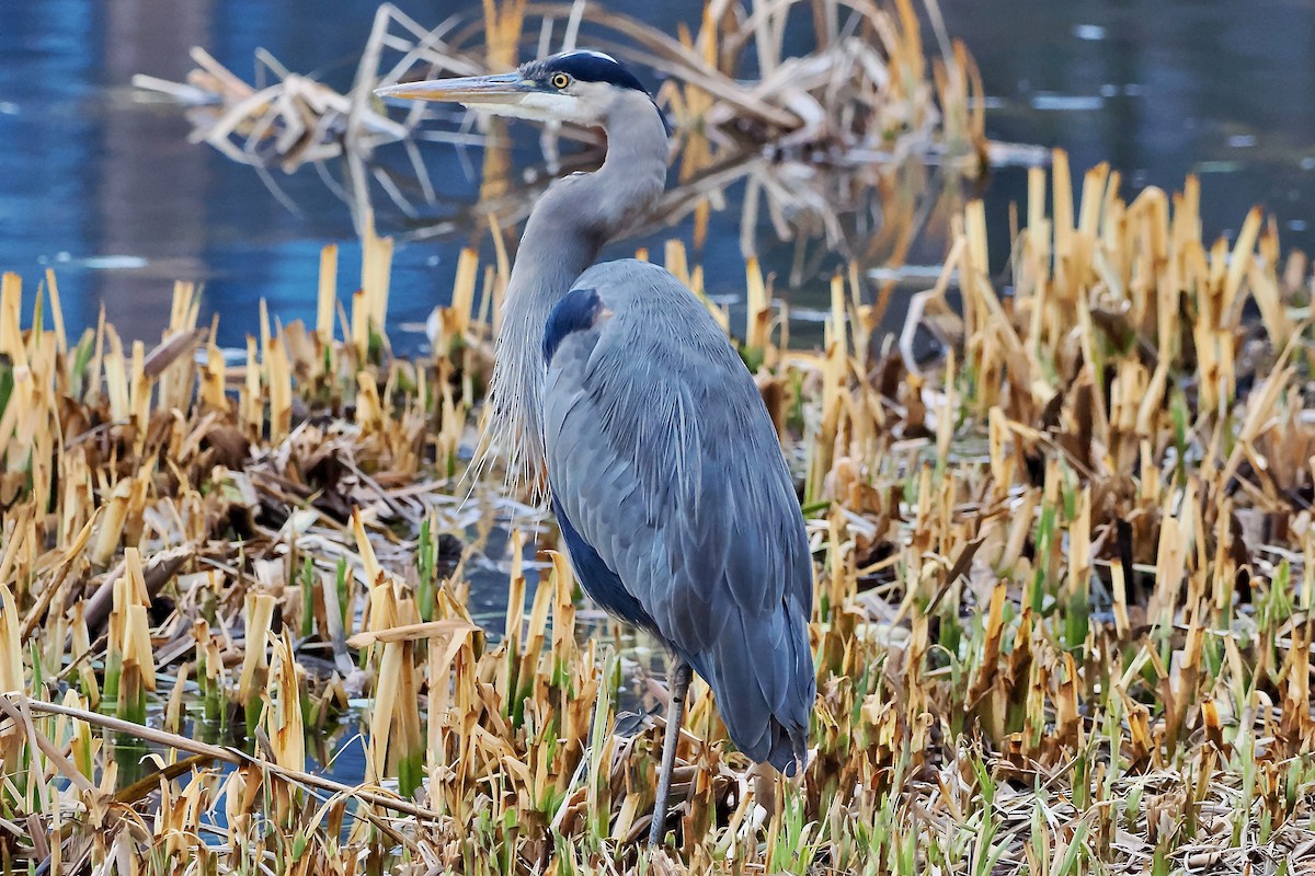 eBird Checklist - 3 Jan 2023 - Providence RECenter - 24 species