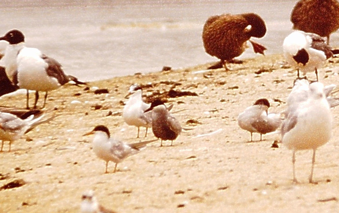 eBird Checklist - 12 Jul 1993 - Cape Island--South Cape May Meadows ...