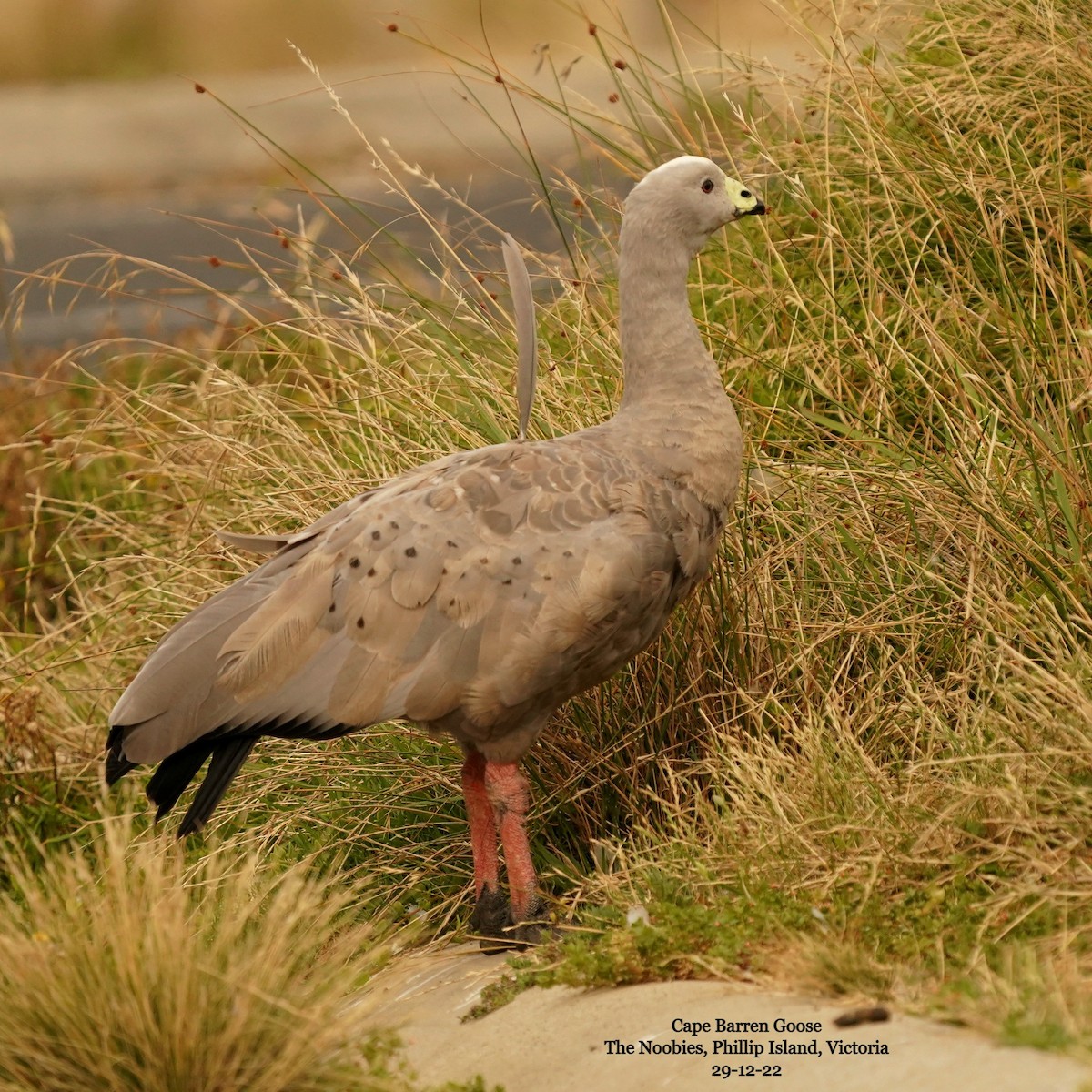 eBird Checklist - 29 Dec 2022 - The Nobbies - 8 species