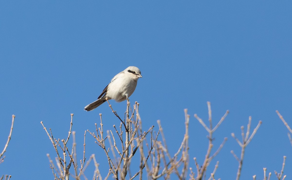 eBird Checklist - 2 Jan 2023 - 阳台山玫瑰园 (Yangtaishan Rosefields) - 16 species
