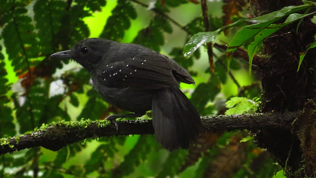 Spot-winged Antbird - Myrmelastes leucostigma - Birds of the World