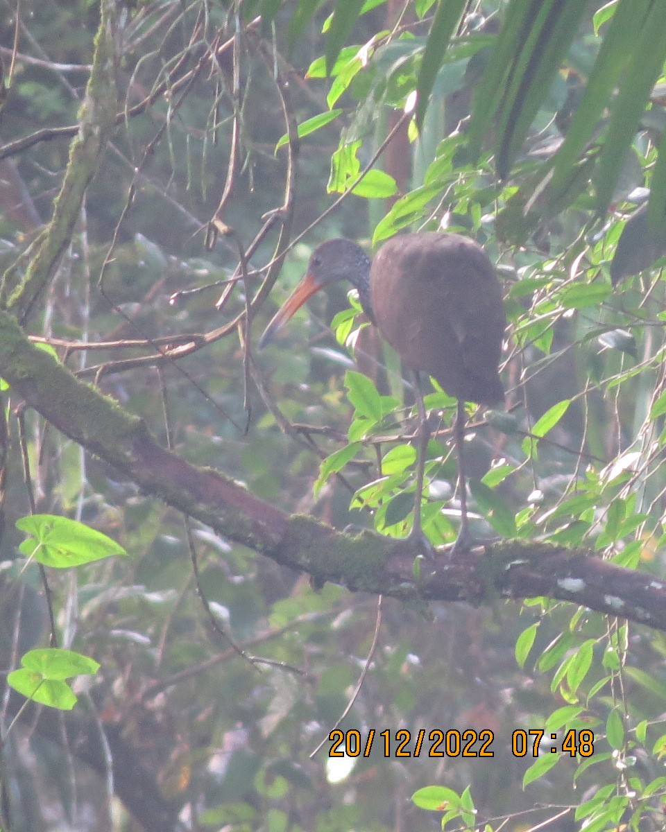 eBird Checklist - 20 Dec 2022 - Peperpot Nature Park - 28 species