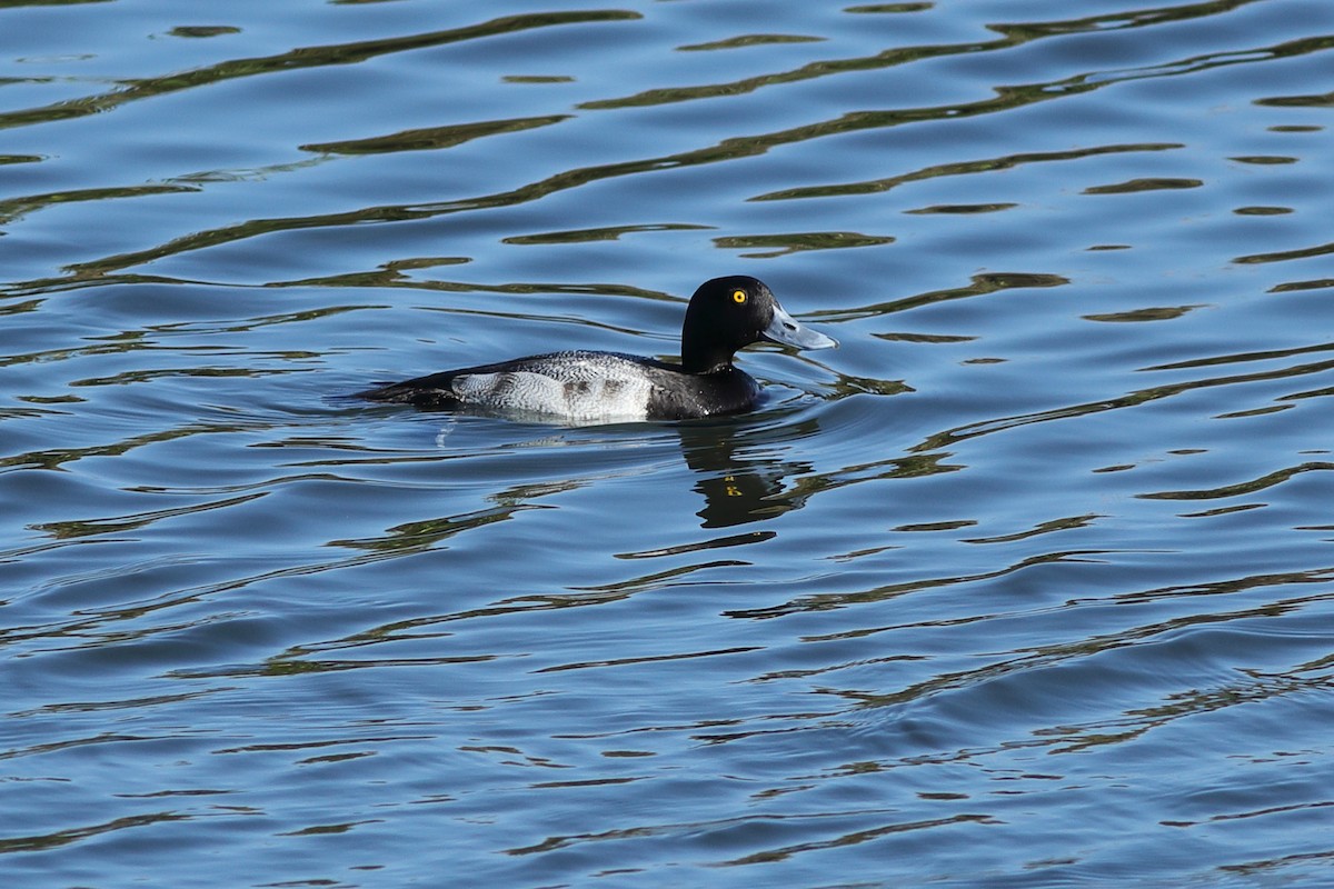eBird Checklist - 2 Jan 2023 - SunWest Park - 1 species