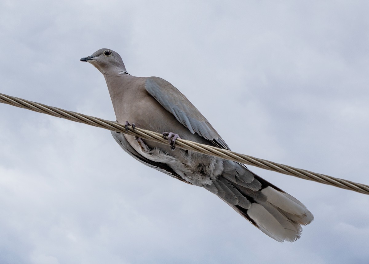 eBird Checklist - 4 Jan 2023 - East Gorrie from SGI Lighthouse to 11th ...