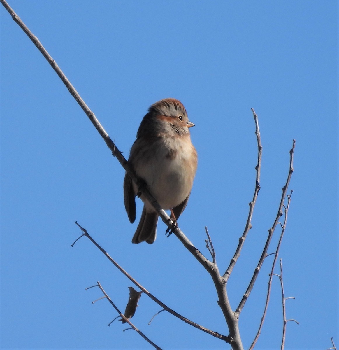 eBird Checklist - 4 Jan 2023 - Kickapoo Lake, S Lake Rd - 34 species ...