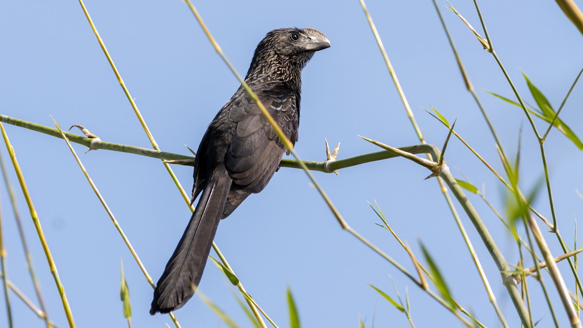 eBird Checklist - 1 Jan 2023 - Roatán--Pristine Bay - 27 species