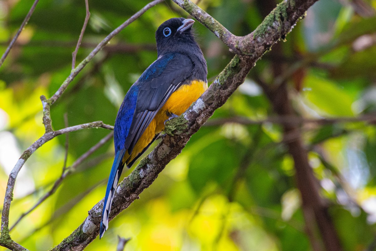 eBird Checklist - 31 Dec 2022 - Cockscomb Basin W.S.--River Path - 25 ...