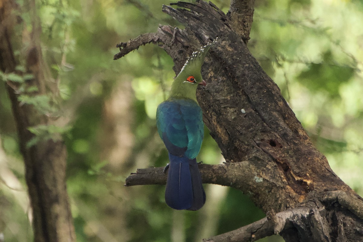 eBird Checklist - 5 Jan 2023 - Matetsi Victoria Falls - 62 species