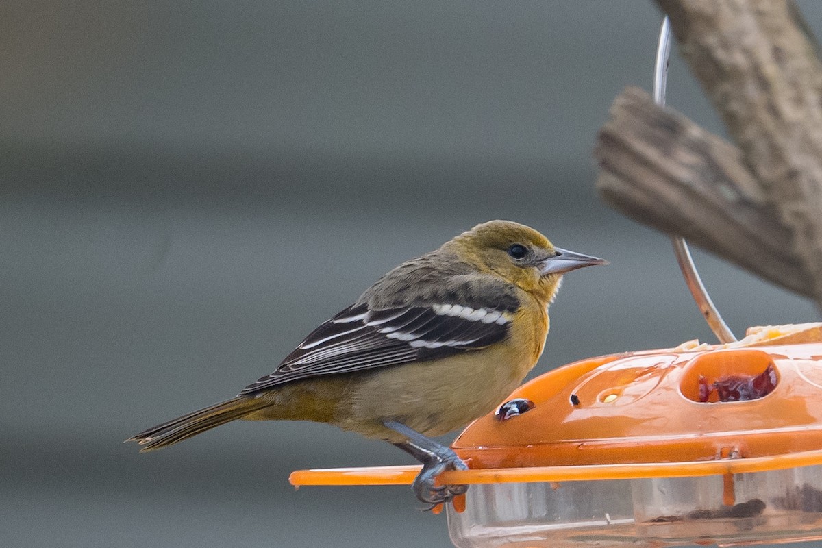 eBird Checklist - 4 Jan 2023 - NL--Renews (townsite) - 7 species