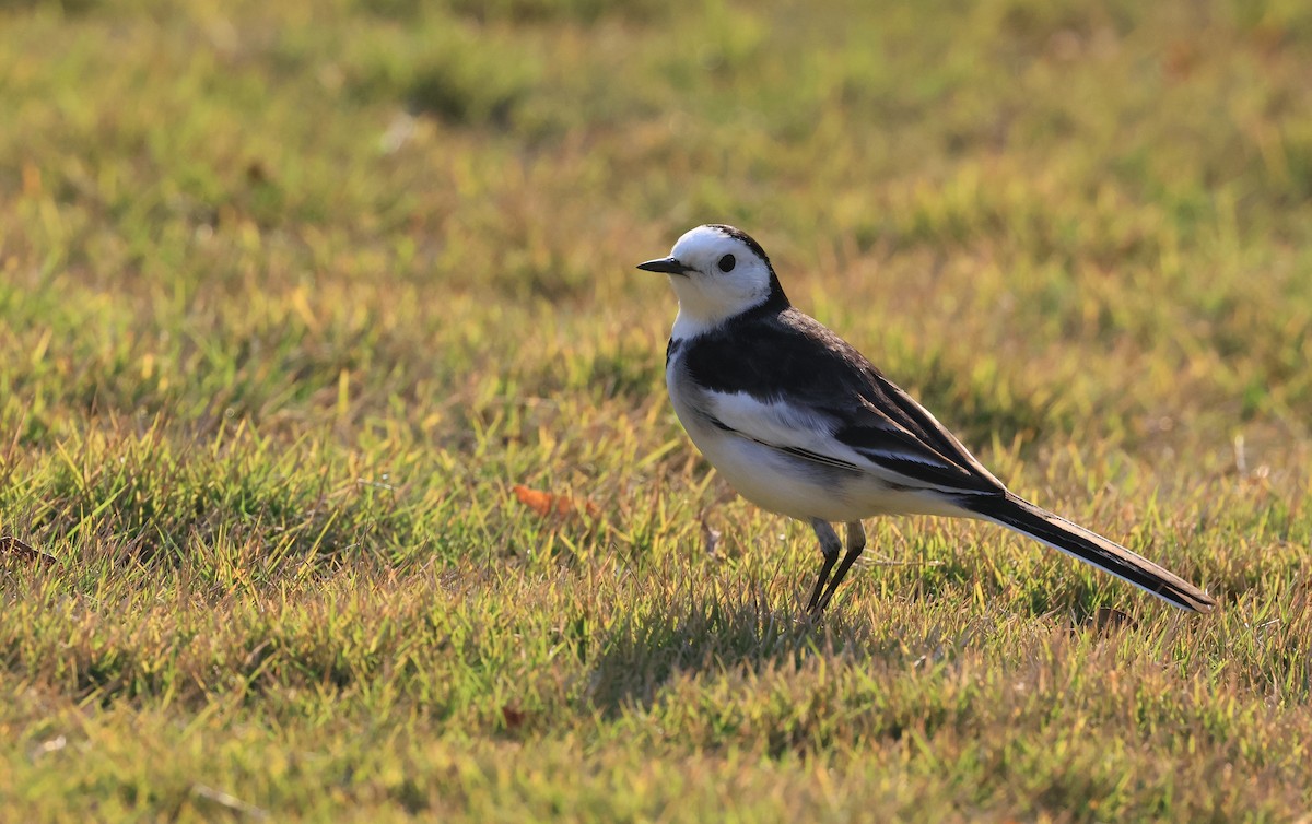 ML520579211 White Wagtail (Chinese) Macaulay Library
