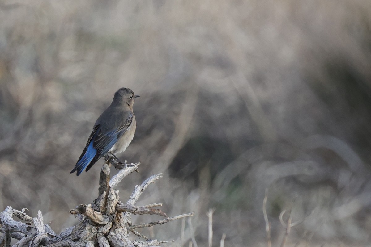 eBird Checklist - 3 Jan 2023 - Joshua Tree NP--Bajada Nature Trail - 2 ...