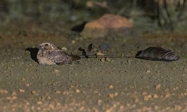 Standard Winged Nightjar Flying