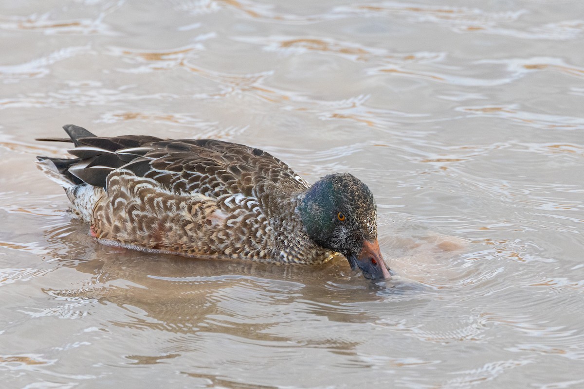 eBird Checklist - 1 Jan 2023 - Bosque del Apache NWR - 27 species
