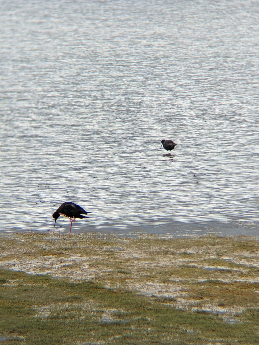 eBird Checklist - 5 Jan 2023 - Lake Tekapo--McGregor Stream inlet bay ...