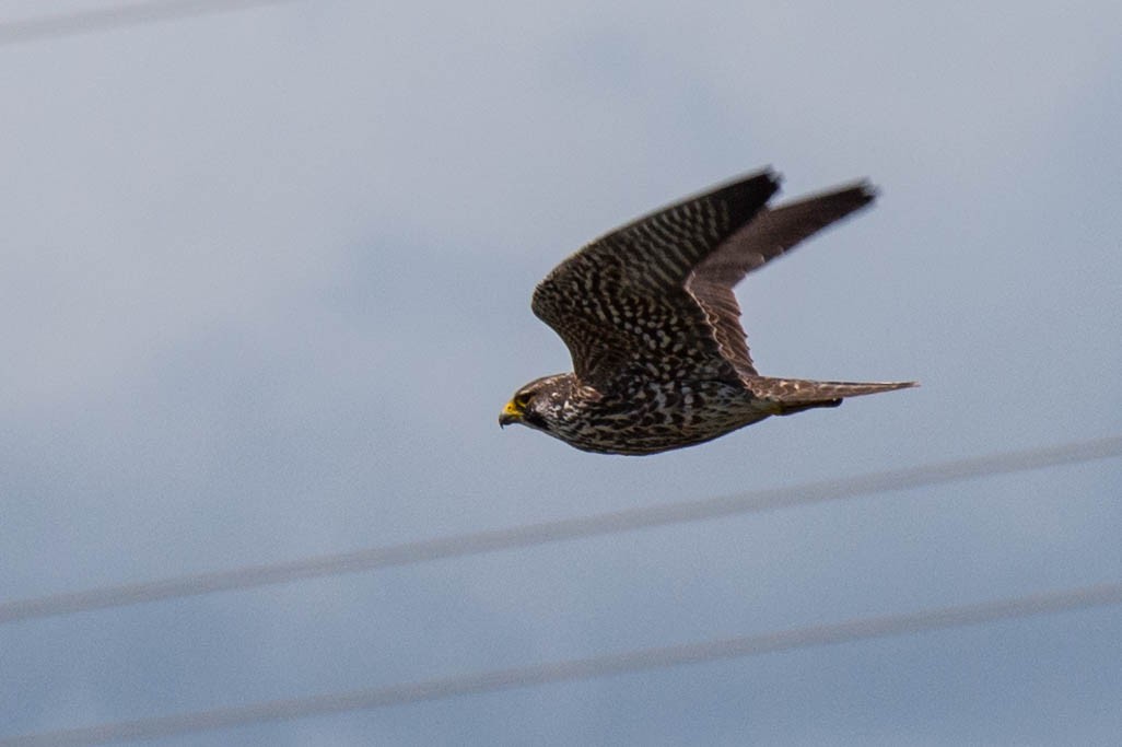 Peregrine x Prairie Falcon (hybrid) - eBird