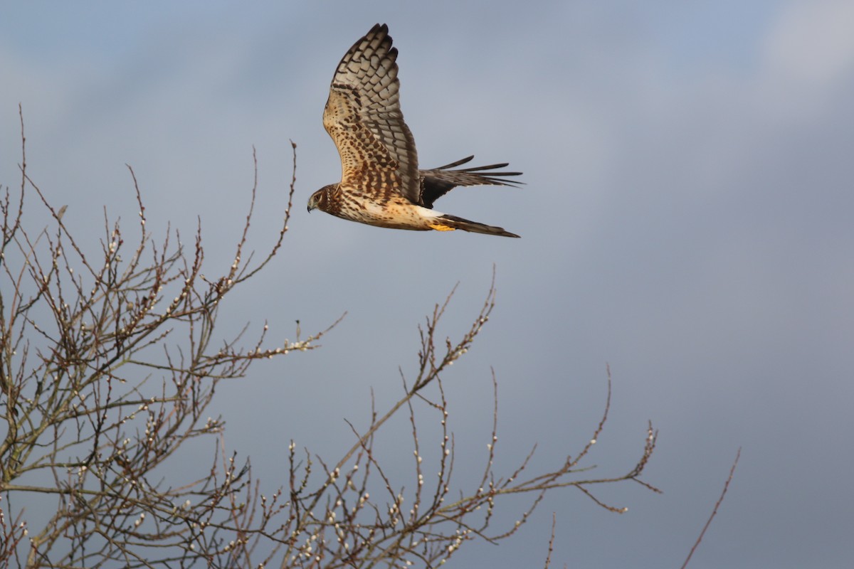 eBird Checklist - 31 Dec 2022 - Riverside Ranch - 29 species
