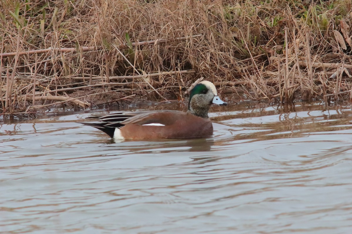 eBird Checklist - 3 Dec 2022 - Bosque del Apache National Wildlife ...