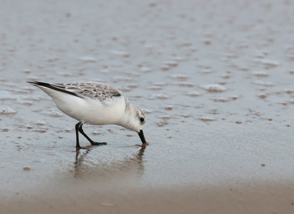 eBird Checklist - 5 Jan 2023 - **Back Bay NWR - 38 species (+1 other taxa)