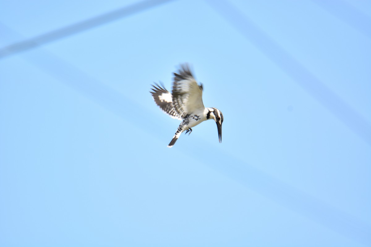 eBird Checklist - 3 Jan 2023 - Kae Yai, Muang Surin, Surin, - 1 species