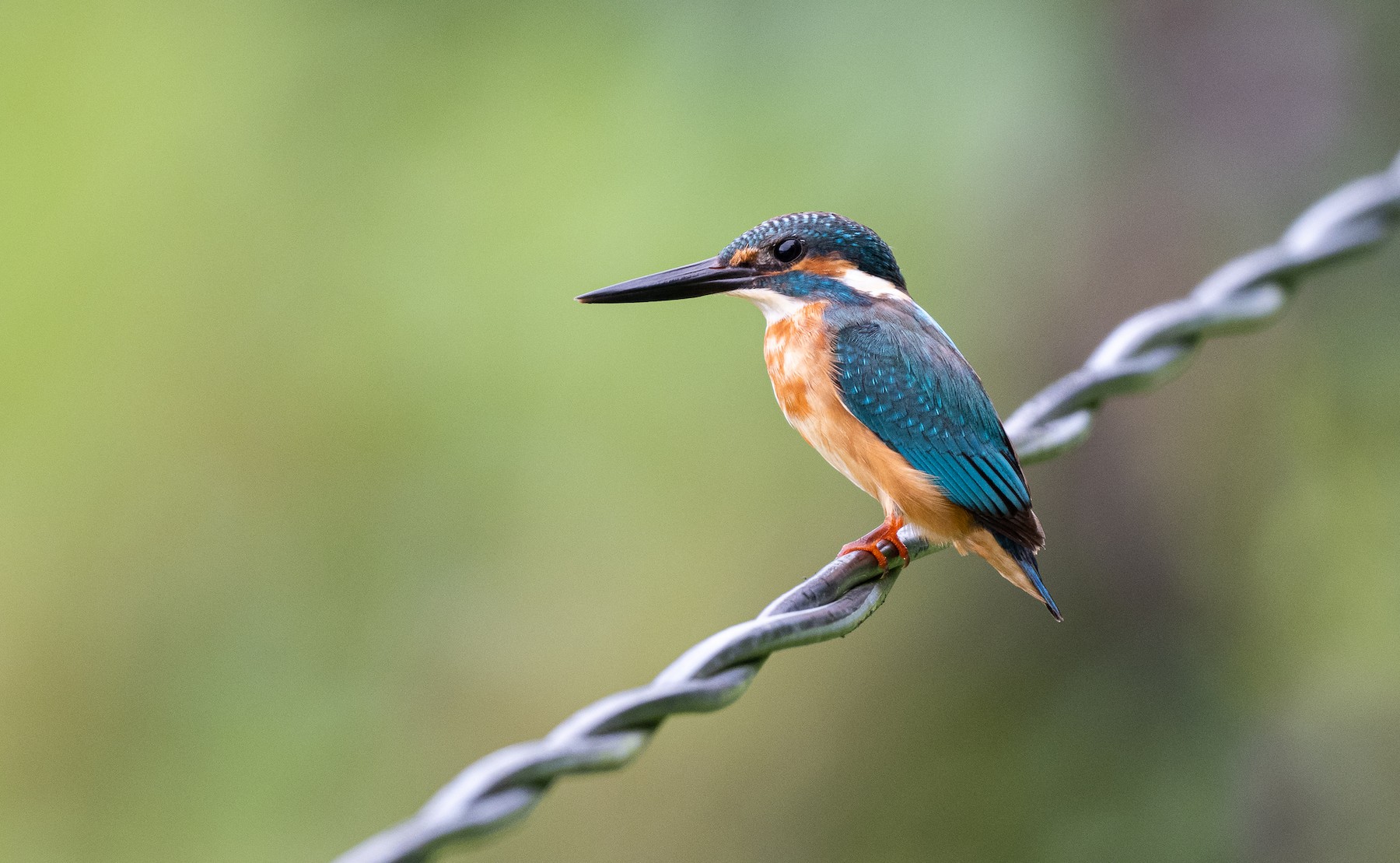 Common Kingfisher (Common) - eBird