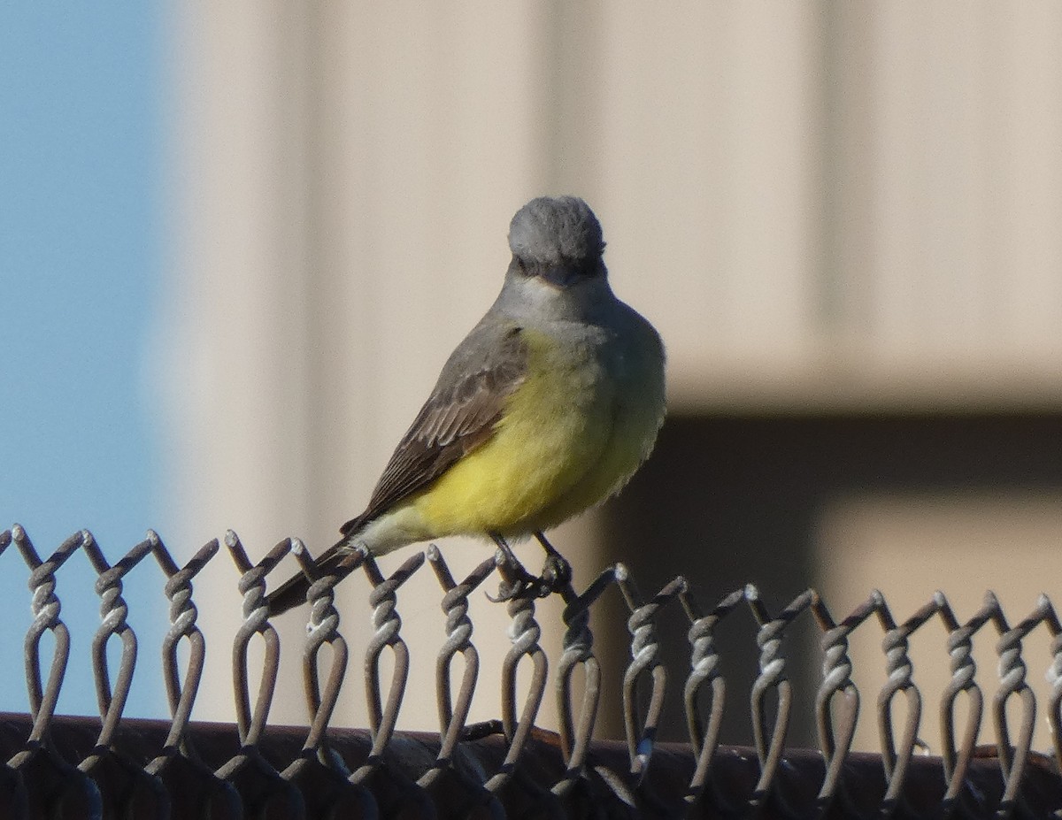 eBird Checklist - 6 Jan 2023 - Venice Island - 22 species