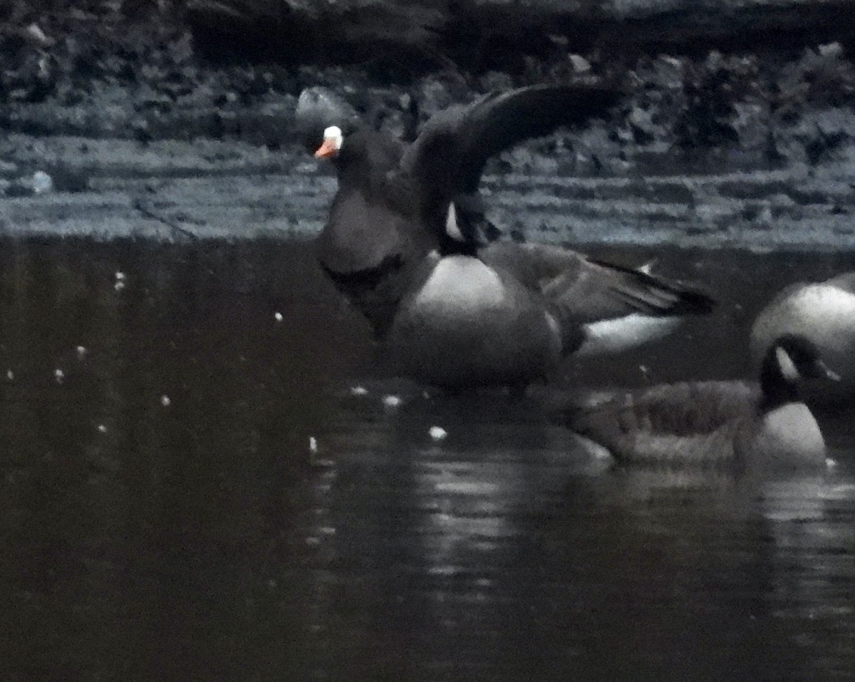 eBird Checklist - 6 Jan 2023 - Tung Ting Pond, Centerport (private ...