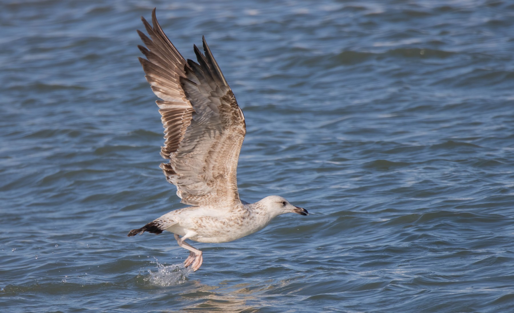 Caspian x Herring Gull (hybrid) - eBird
