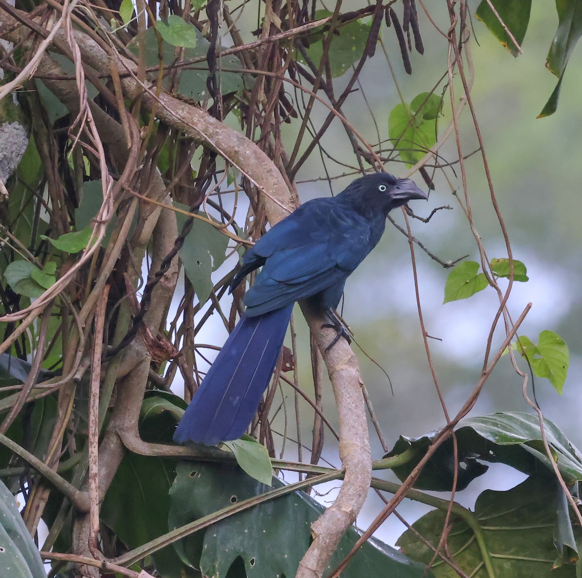 eBird Checklist - 2 Dec 2022 - Ama Ecolodge & Reserve - 42 species