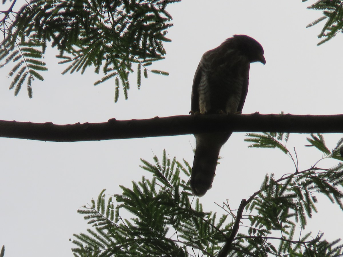 eBird Checklist - 4 Jan 2023 - Trail from Peña Amarilla to Lago ...