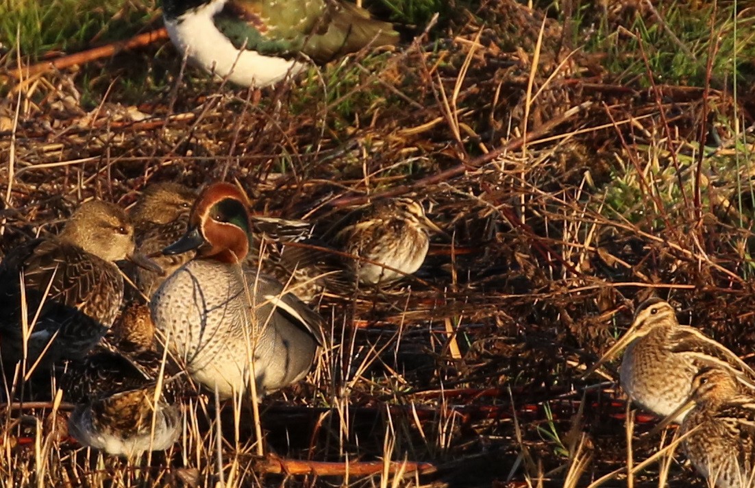 eBird Checklist - 6 Jan 2023 - Sandwich Bay Scrape - 52 species