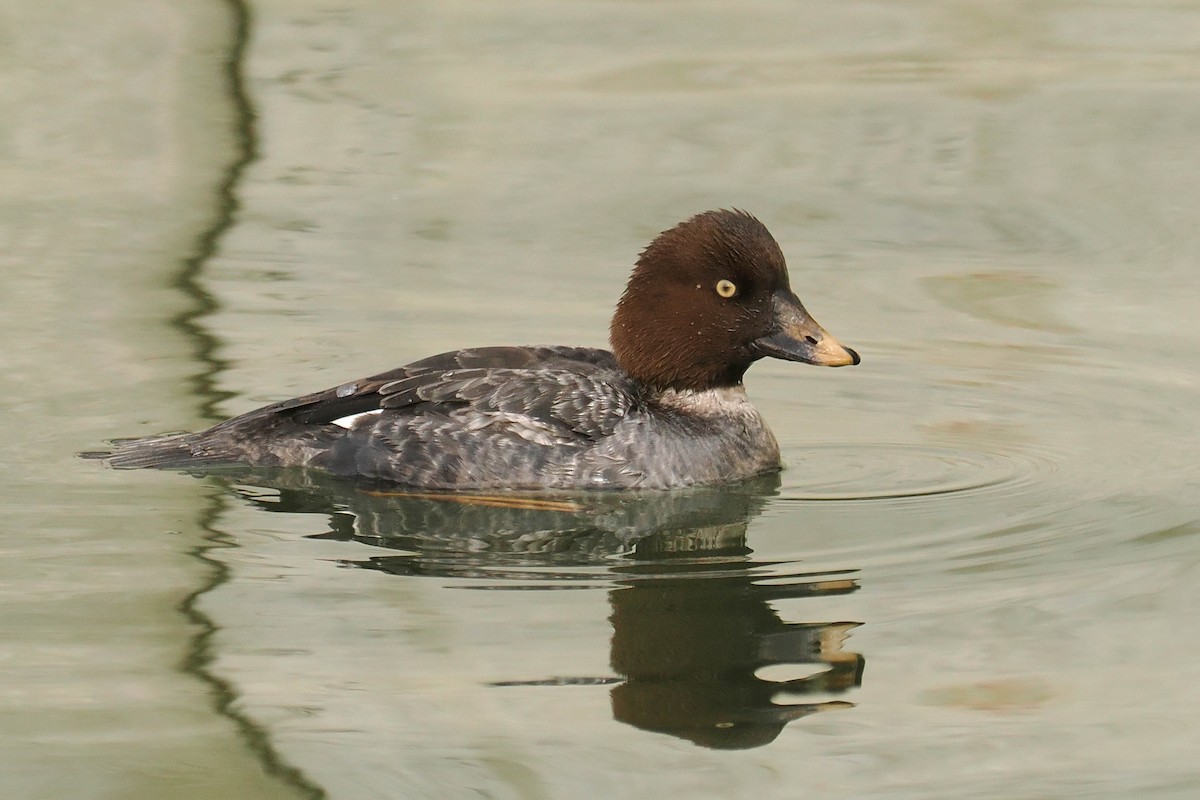 eBird Checklist - 6 Jan 2023 - Pillar Point Harbor - 64 species (+1 ...