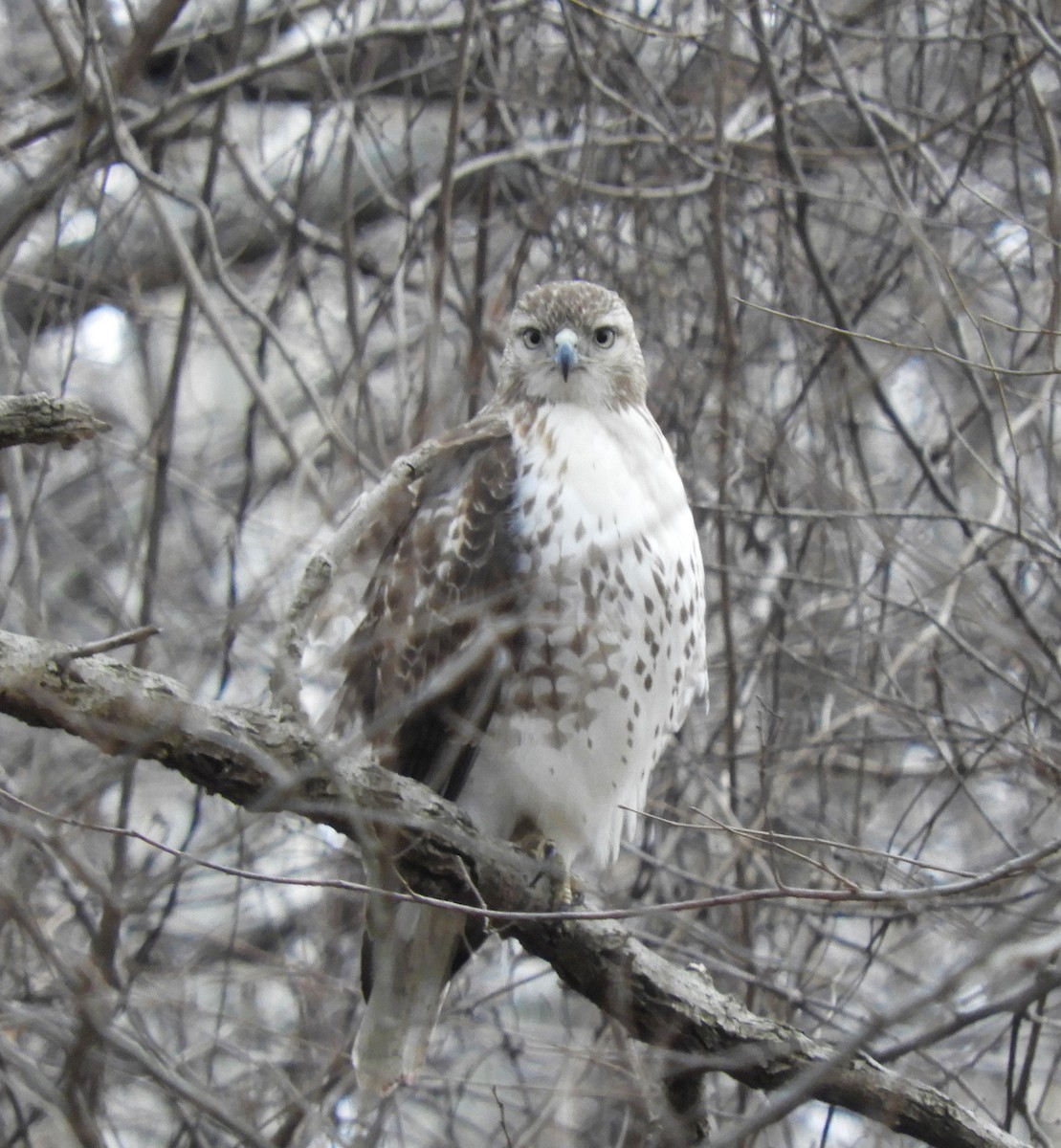 eBird Checklist - 6 Jan 2023 - Willcoxson Park Raven nest site - 5 species