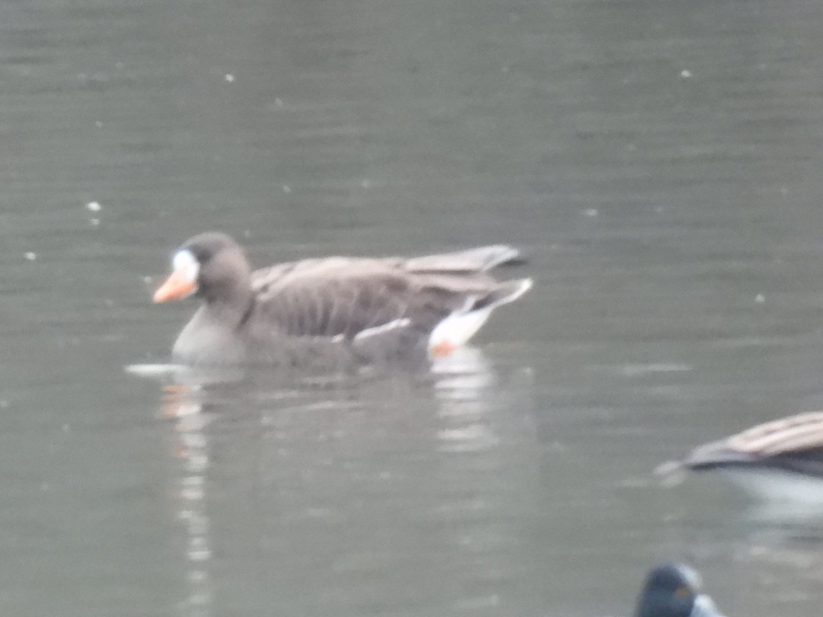 eBird Checklist - 6 Jan 2023 - Tung Ting Pond, Centerport (private ...