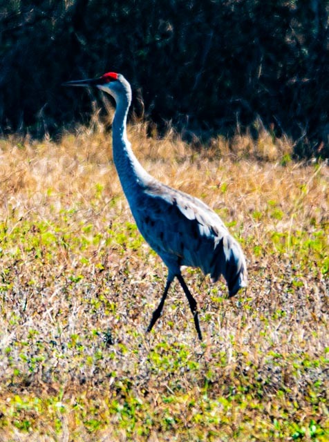 eBird Checklist - 6 Jan 2023 - Hilochee WMA - 9 species