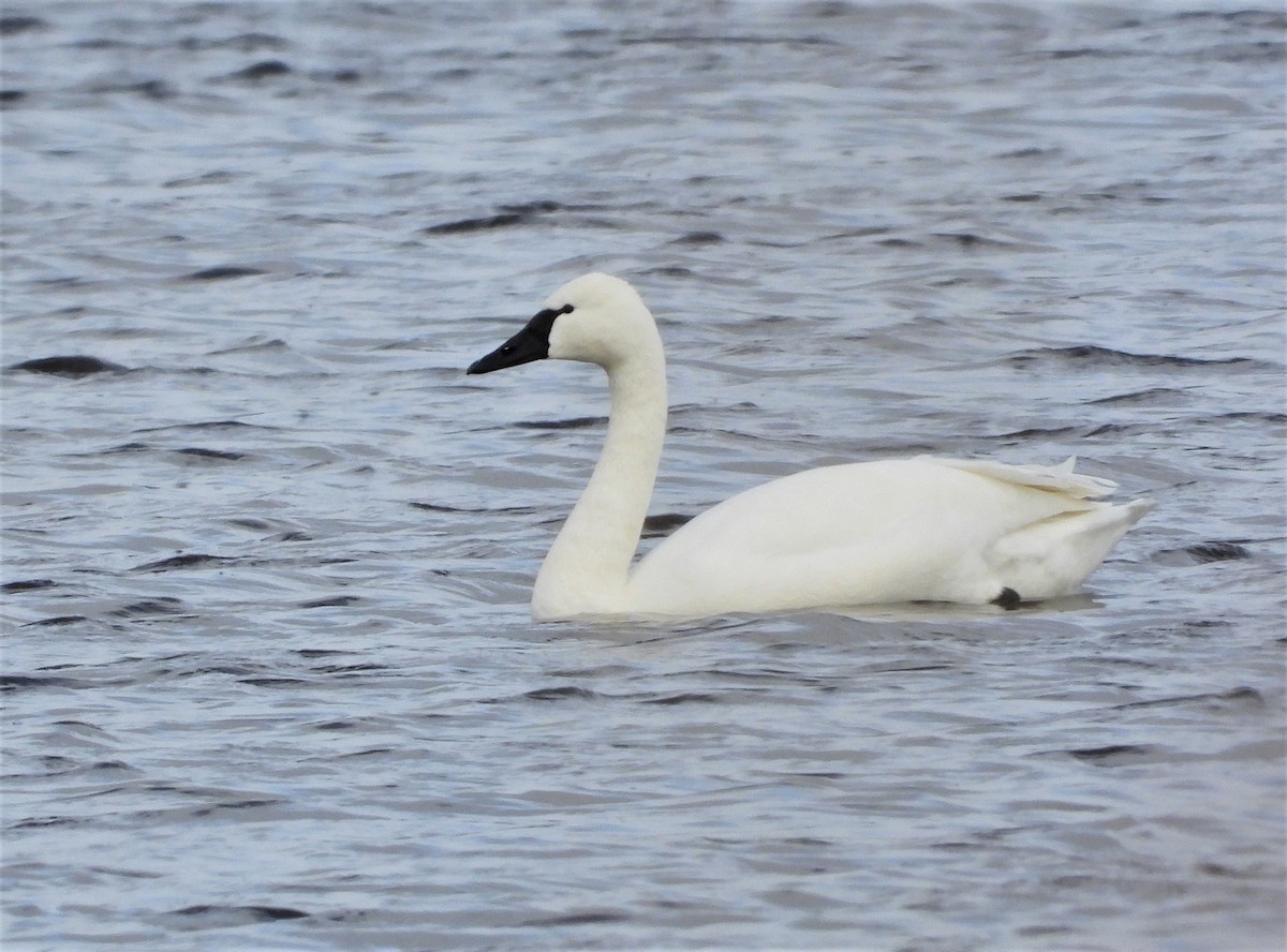 eBird Checklist - 6 Jan 2023 - Chincoteague NWR - 41 species