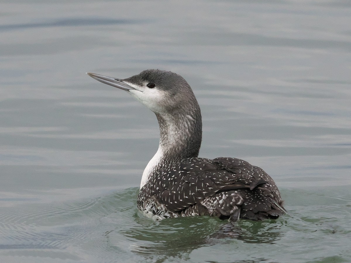 eBird Checklist - 7 Jan 2023 - Oakville--South Shell Park and Suncor ...