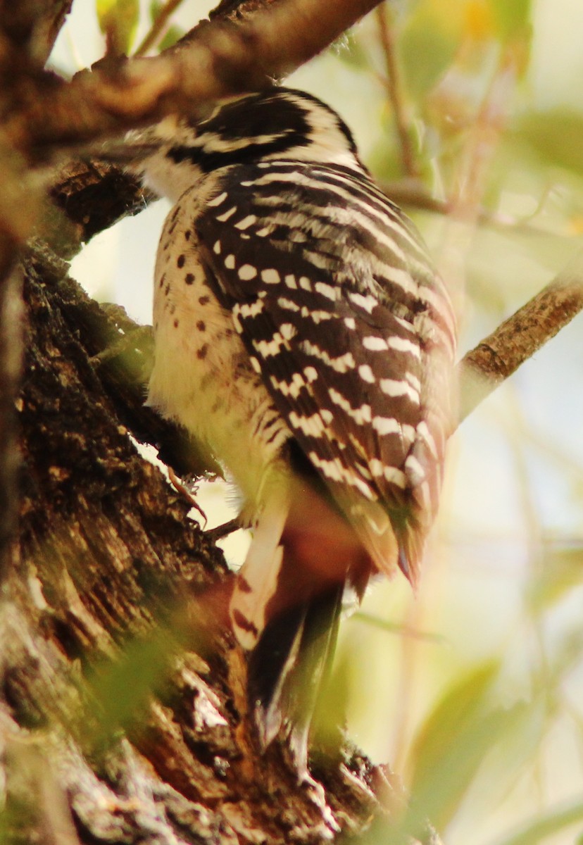 eBird Checklist - 9 Oct 2012 - Birchim Canyon - 21 species