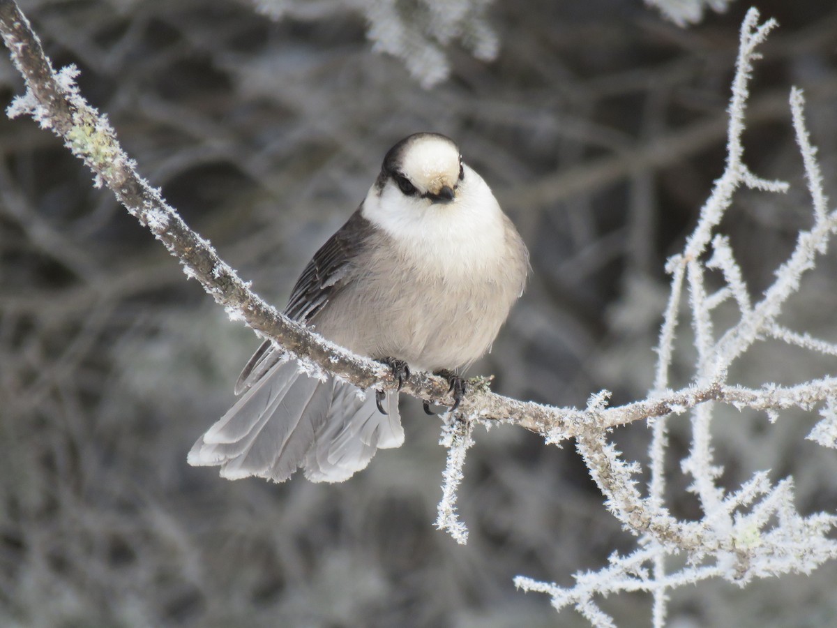 eBird Checklist - 7 Jan 2023 - Sax-Zim Bog--Arkola Rd feeders - 7 species