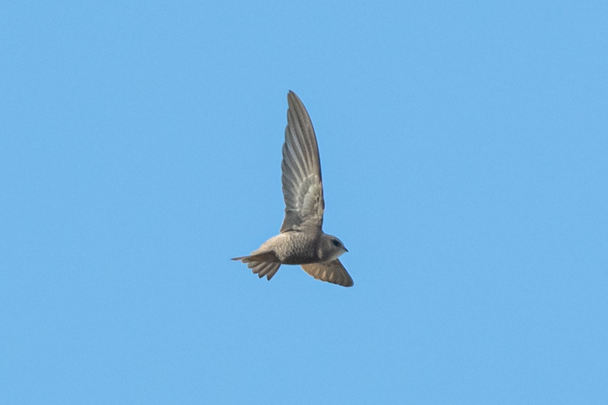 eBird Checklist - 28 Dec 2022 - Luxor / الأقصر--Jazira Al Awamiyyah ...