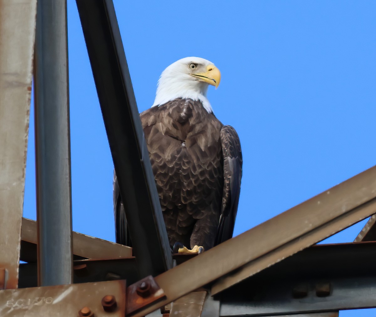 eBird Checklist - 7 Jan 2023 - Cowan's Ford Wildlife Refuge - 29 species