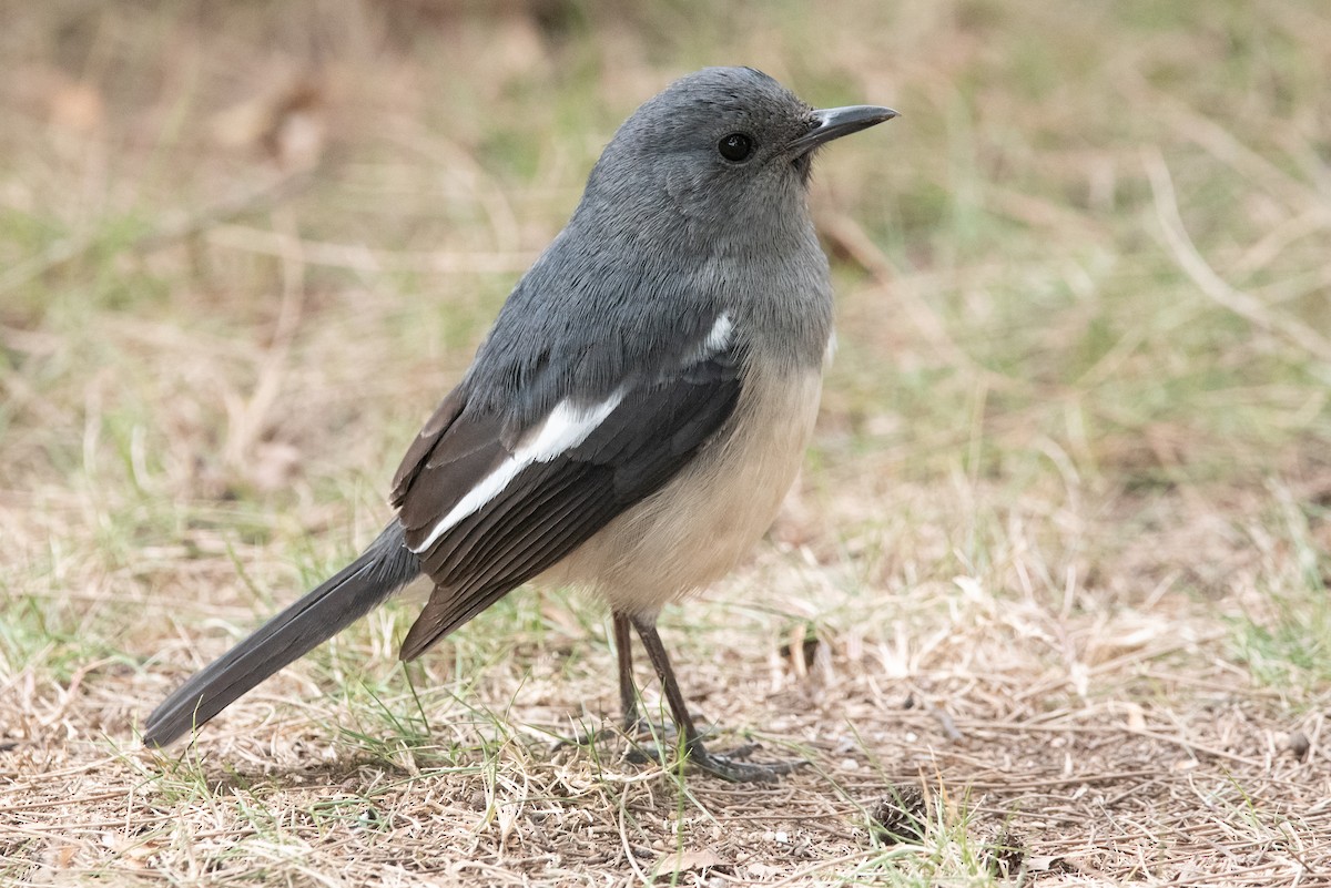ML521617921 Oriental Magpie-Robin Macaulay Library