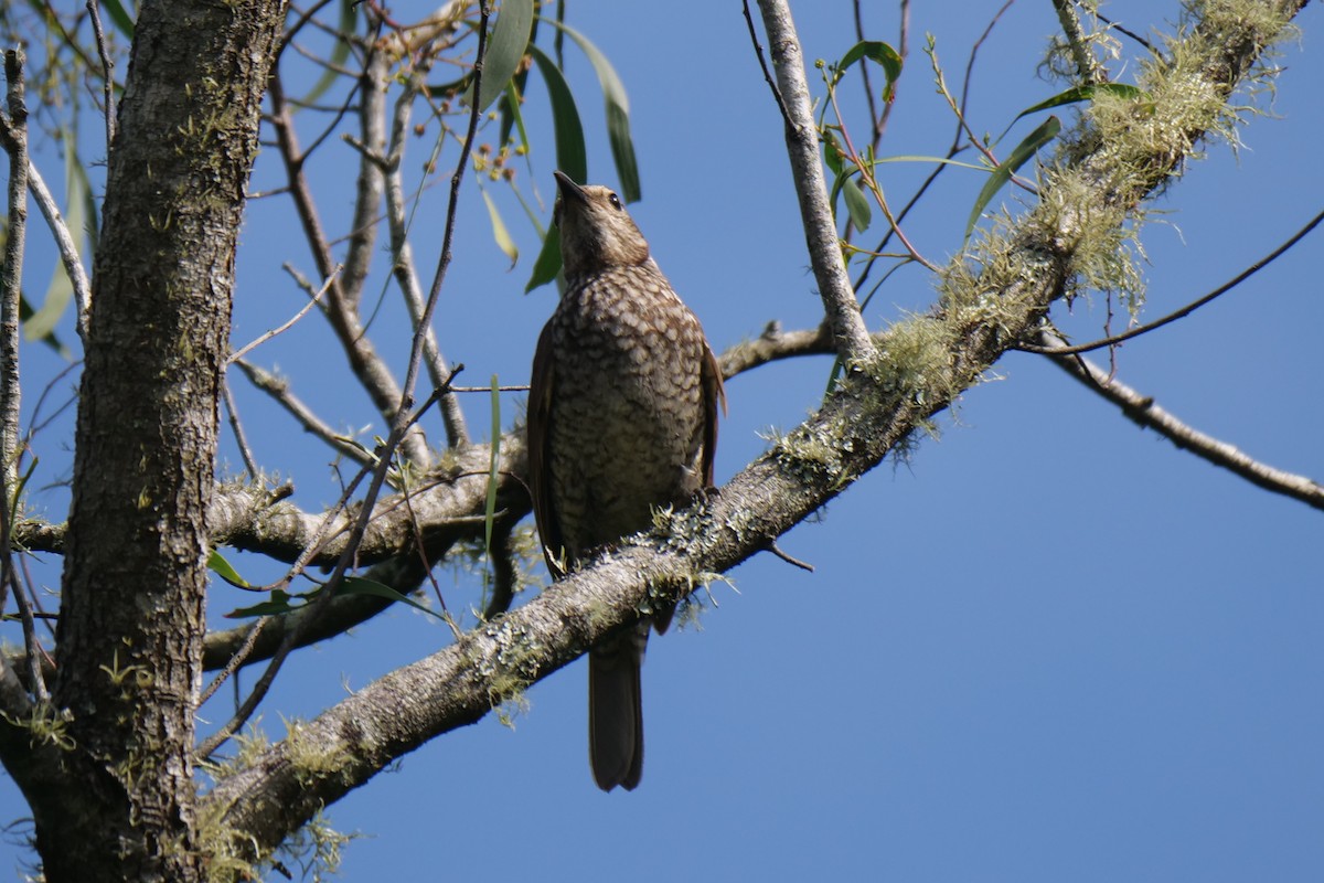 eBird Checklist - 8 Jan 2023 - Ourimbah Rest Stop - 15 species