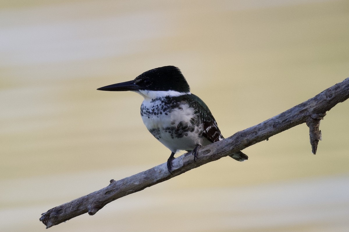eBird Checklist - 6 Jan 2023 - Univ. of Texas, RGV (Brownsville ...