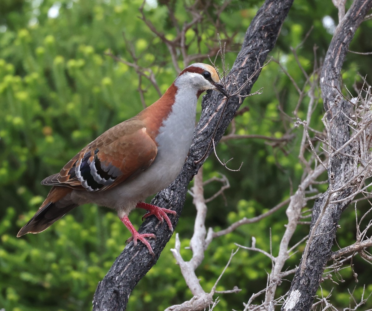 eBird Checklist - 8 Jan 2023 - Cheynes Beach - 21 species