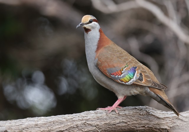 News - eBird Australia