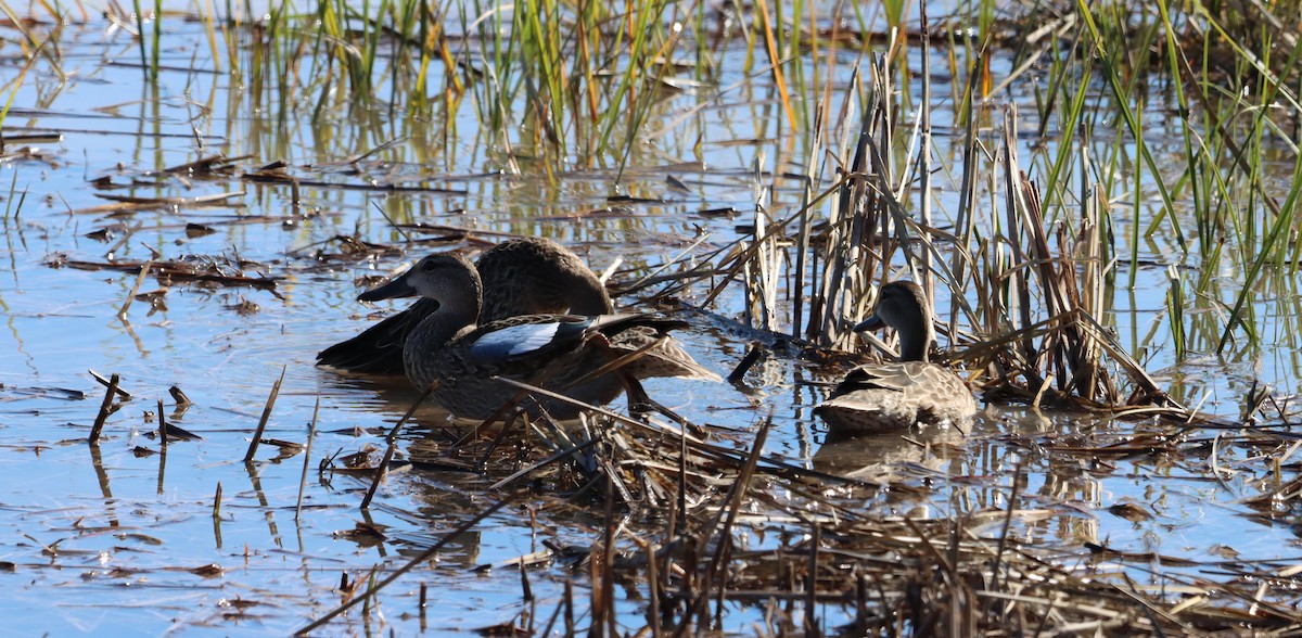 eBird Checklist - 19 Oct 2022 - Bosque del Apache NWR--Flight Deck - 10 ...