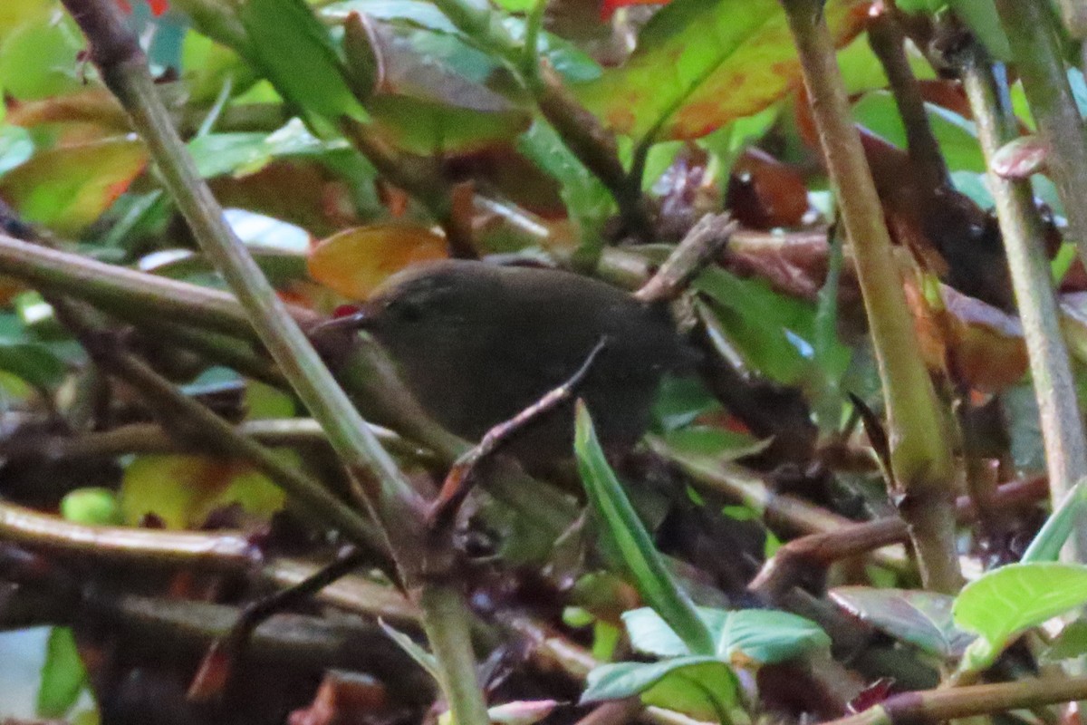 eBird Checklist - 8 Jan 2023 - SF Botanical Garden Temperate Asia ...