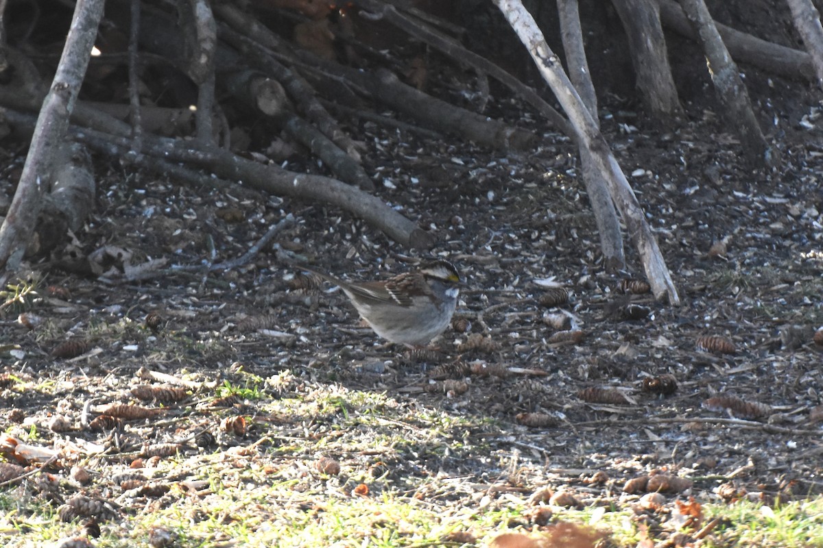 eBird Checklist - 8 Jan 2023 - CA--ON--Leeds--home - 19 species