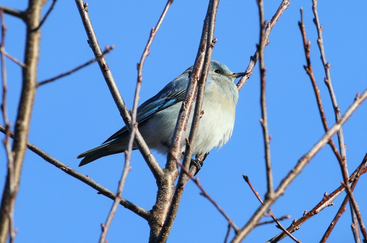eBird Checklist - 8 Jan 2023 - Great Bay NWR - 20 species