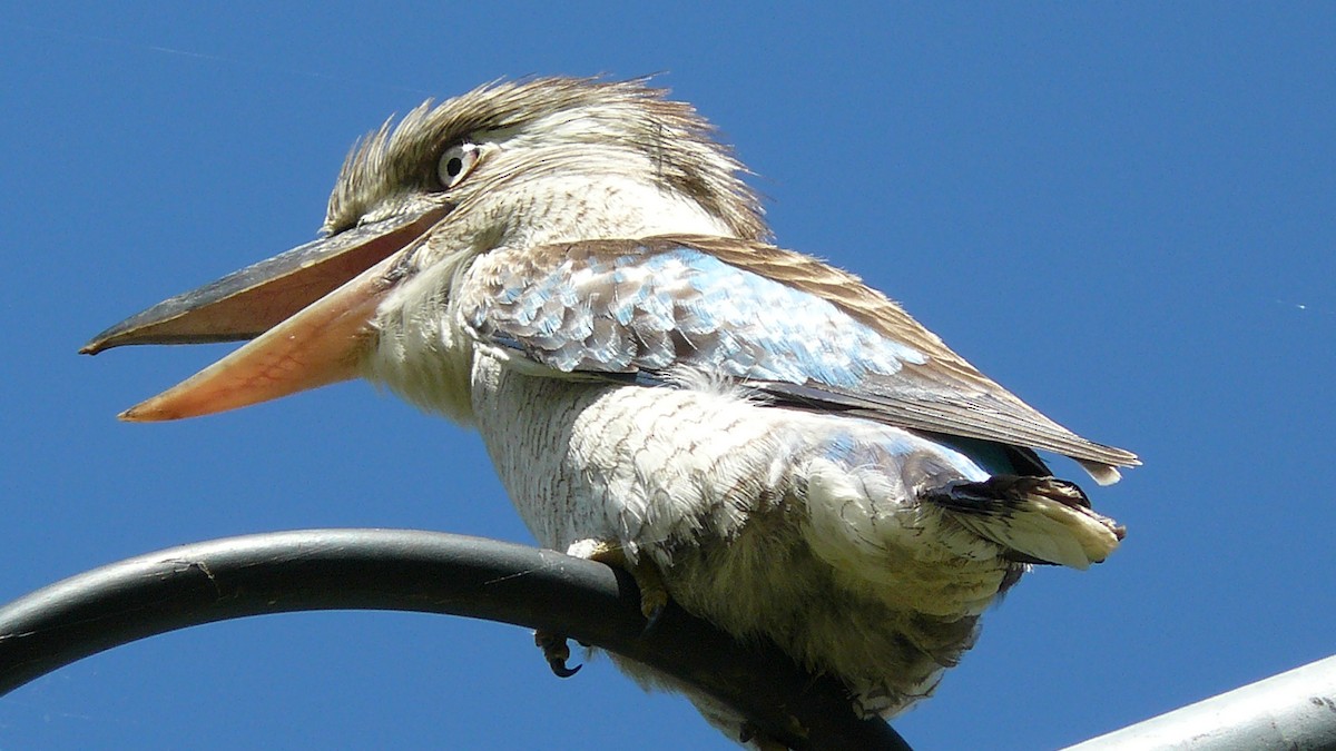 eBird Checklist - 28 Oct 2022 - Junction Park (Theodore) - 13 species